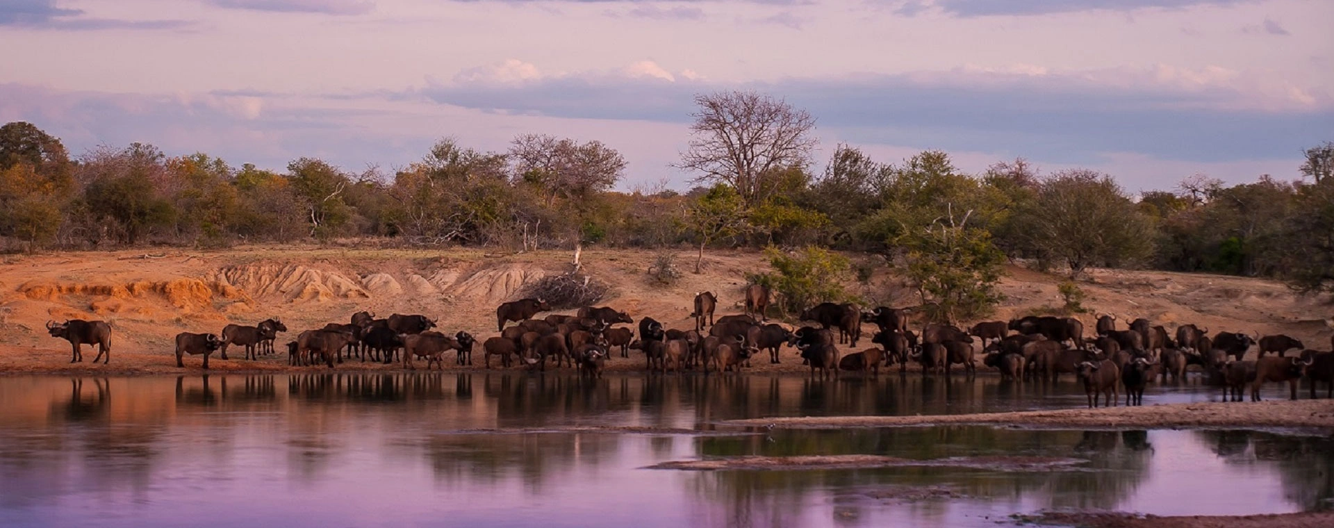 Bufallo Springs Game Reserve | Diwaka Safaris